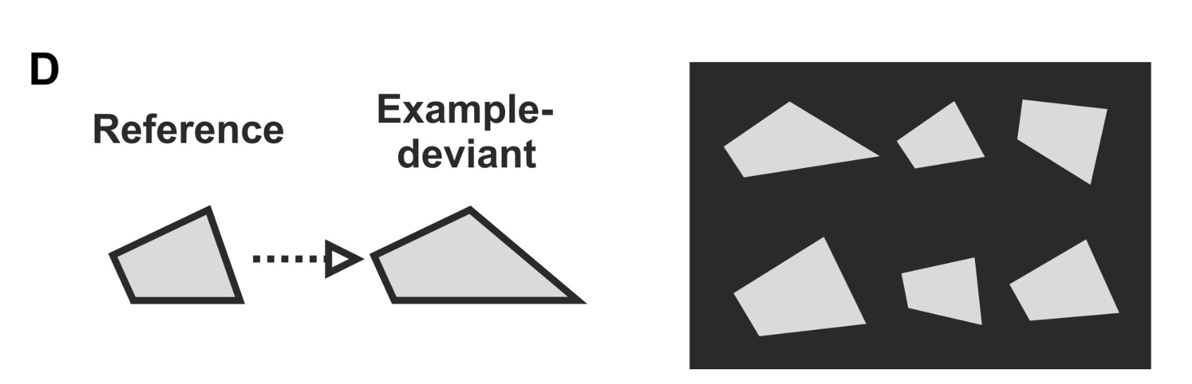Crows Are So Smart They Can Identify Geometric Shapes, Study Finds : ScienceAlert